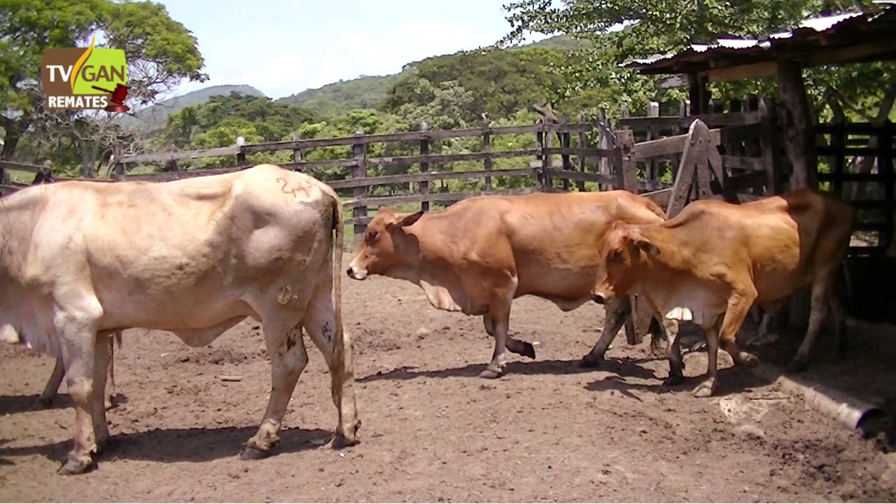 2013: VACAS ESPECIALIZADAS PREÑADAS PARA LA CRÍA, PESO PROM. 440,71 KG ...