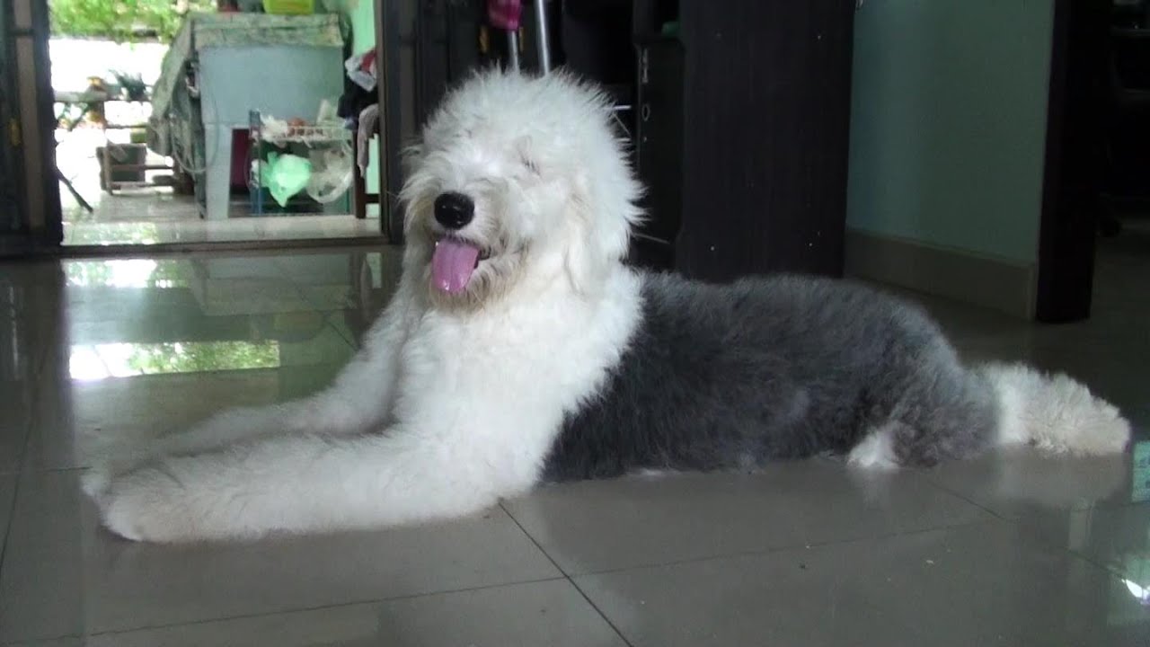Olde English Sheepdog Tails Vol XXIV Super Blue - YouTube