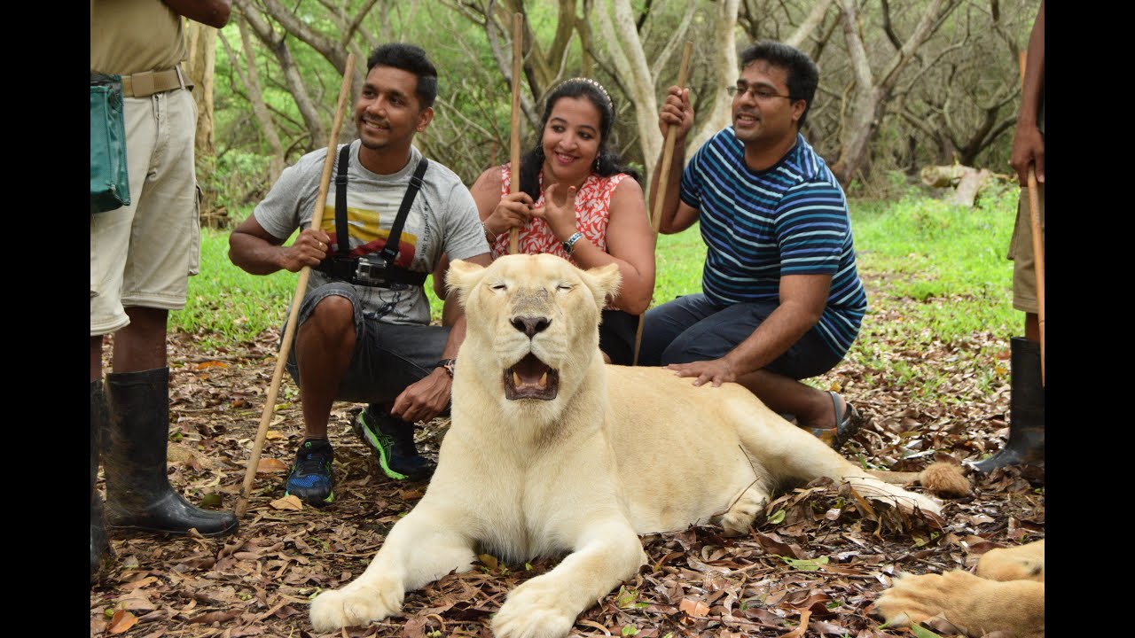 Walk with the Lions at Casela Park, Mauritius - YouTube