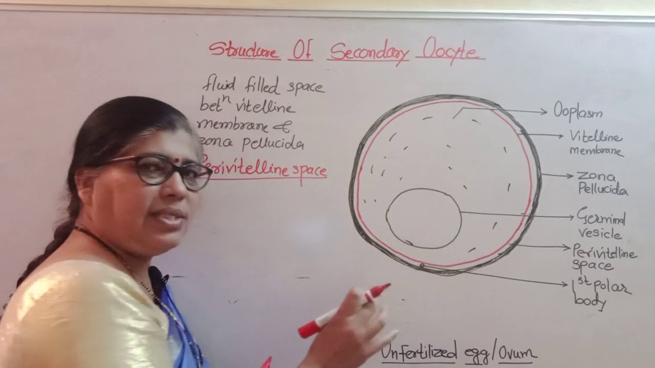 Structure Of Secondary Oocyte : 12th:NEET - YouTube