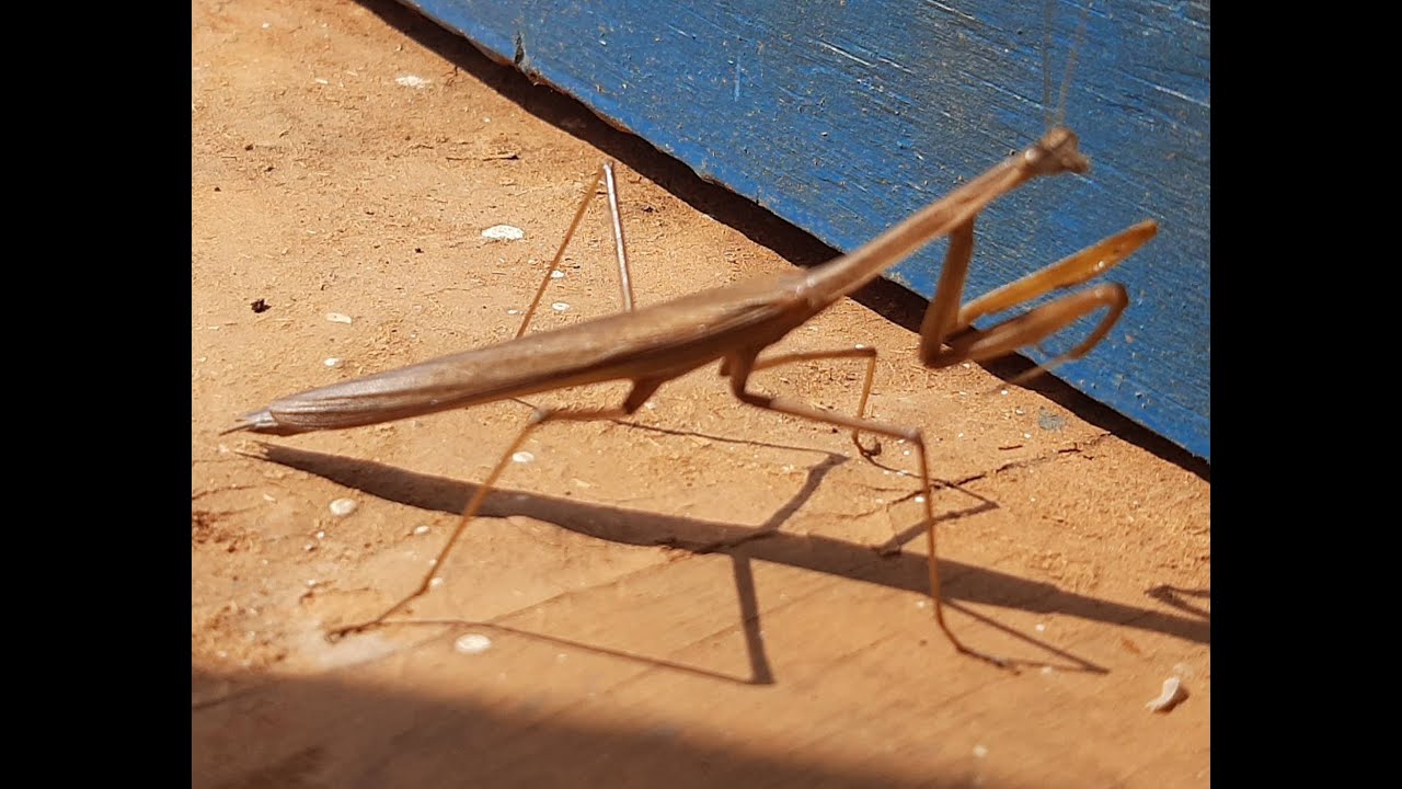 Stick insect the family of Mantis - YouTube