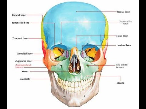List the foramina of the face that lie in a straight line - YouTube