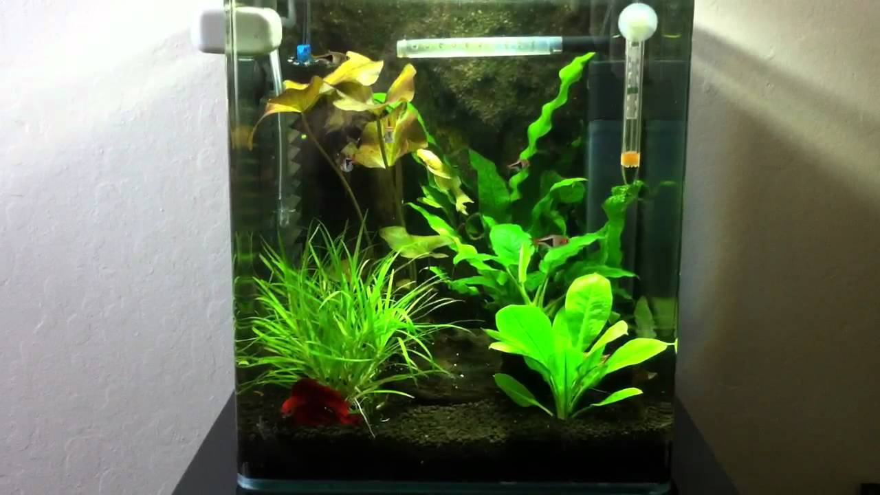 Fluval Flora planted aquarium - YouTube