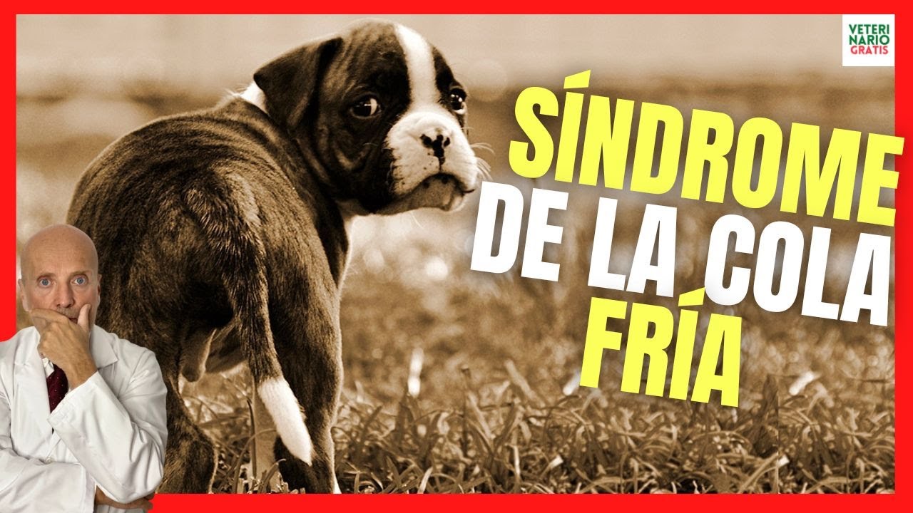 🐶 ¿CÓMO CURAR EL SÍNDROME DE LA COLA FRÍA EN PERROS? 🐶 MI PERRO NO ...
