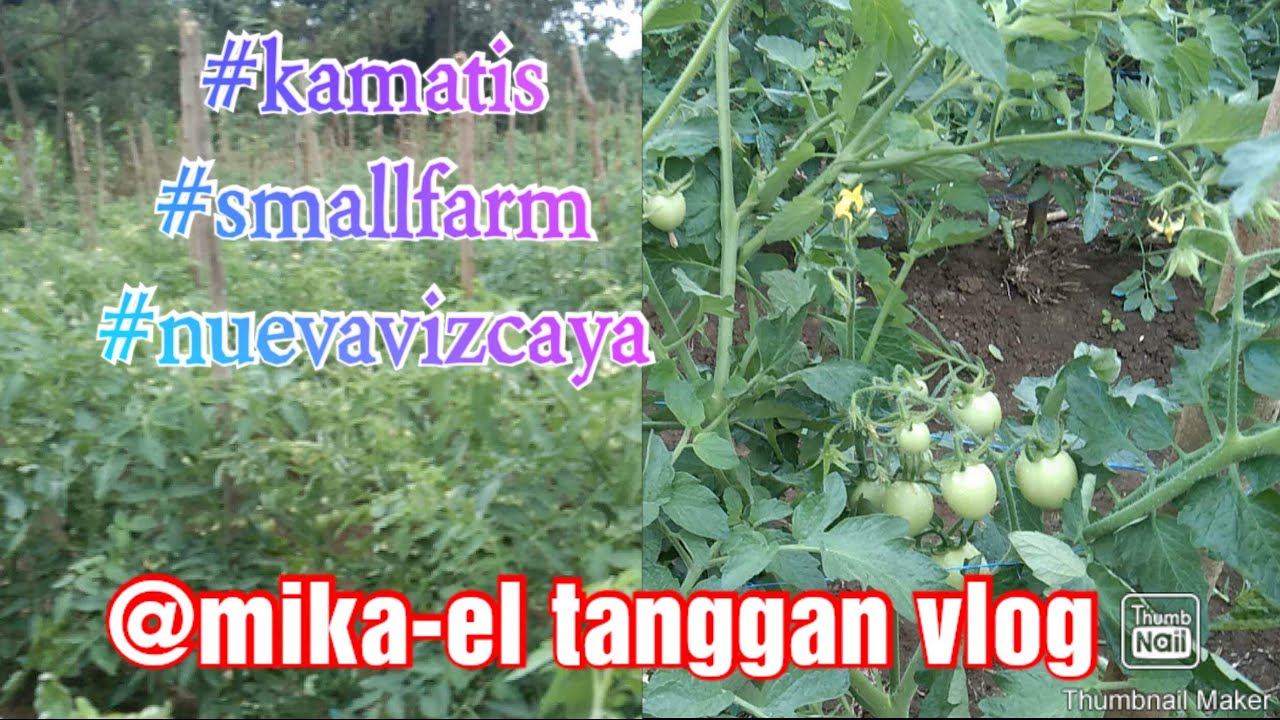 PAANO MAGTANIM NG KAMATIS#NUEVAVIZCAYASMALLFARM - YouTube