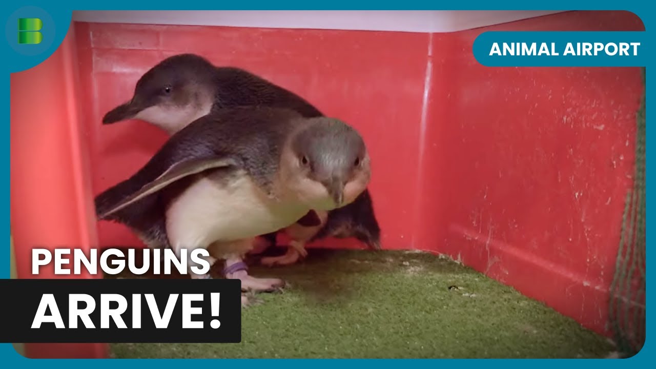 Rare Penguins Make a UK Arrival! - Animal Airport - Animal Documentary ...