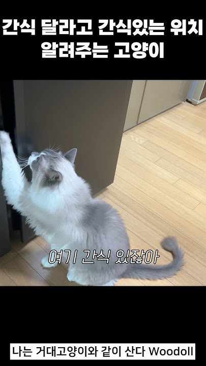 손으로 간식 위치 알려주는 고양이 랙돌 Cat 고양이 Ragdoll Youtube