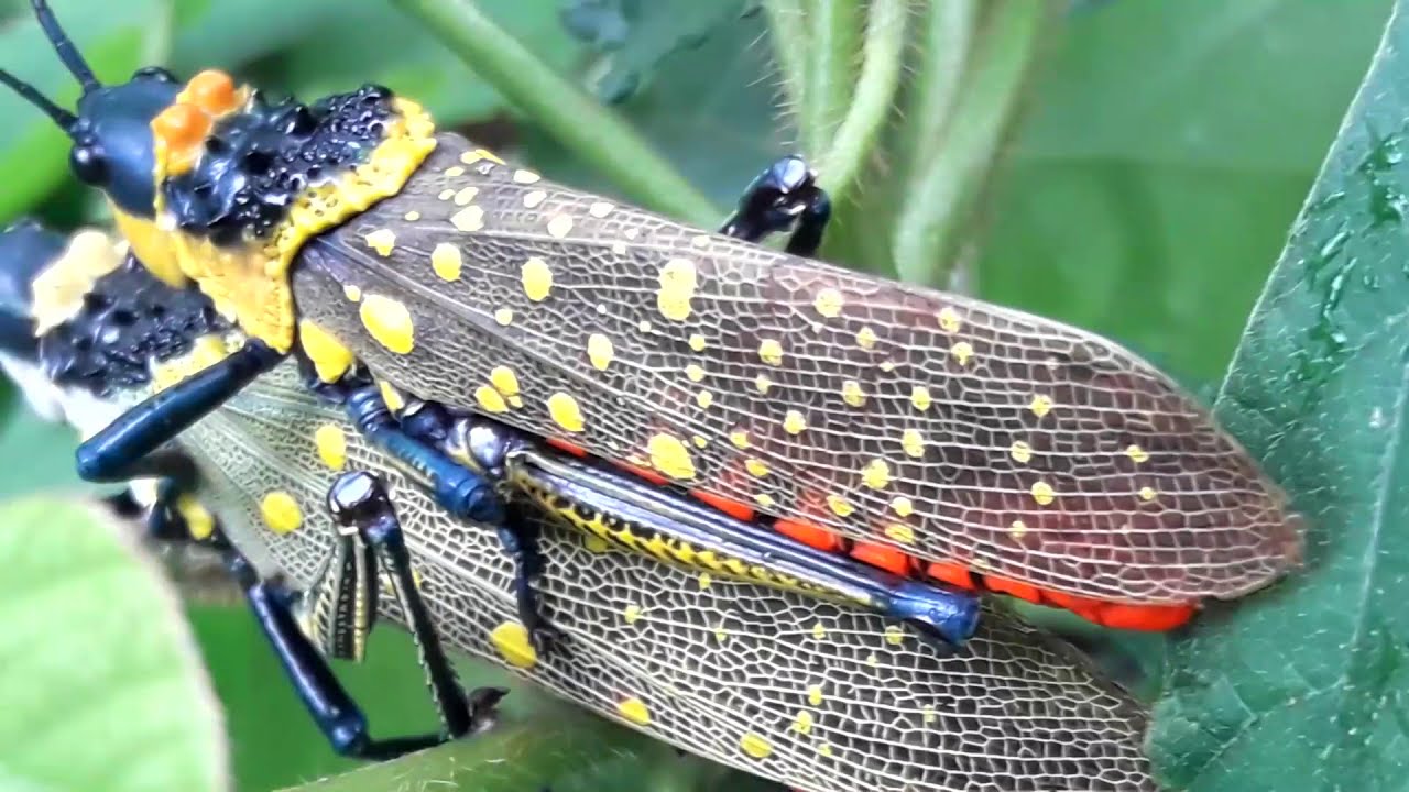 Yellow Spotted Locust breeding#naturevideographyofsrilanka # - YouTube