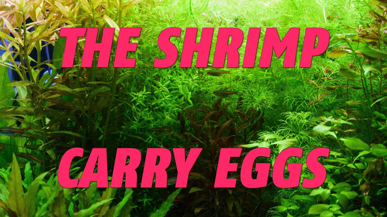 Ep.9 – THE SHRIMP CARRY EGGS – DUTCH STYLE TANK – 175 Liter 46 Gallon ...