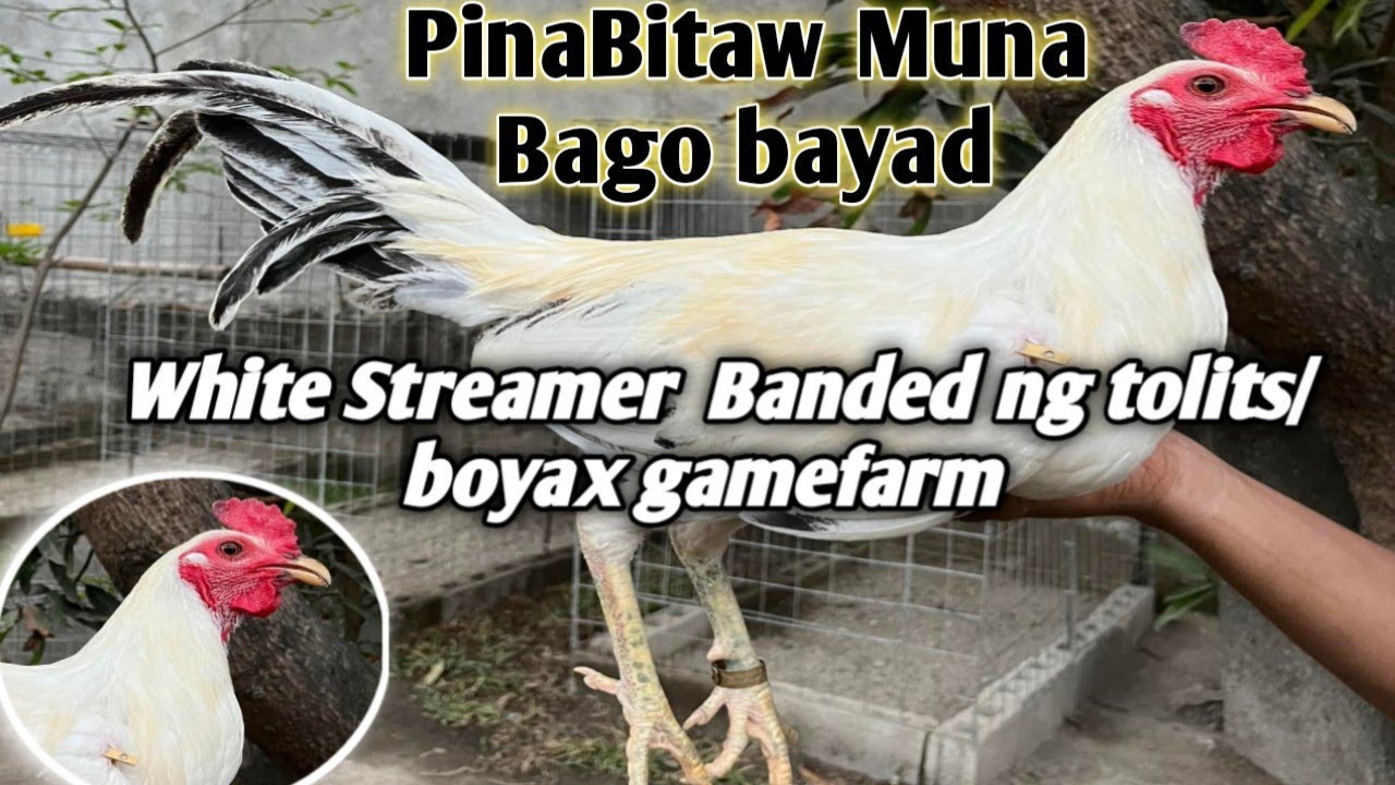 Richie obordo White Streamer Rrzn Gamefarm F1 from Tolits/Boyax ...