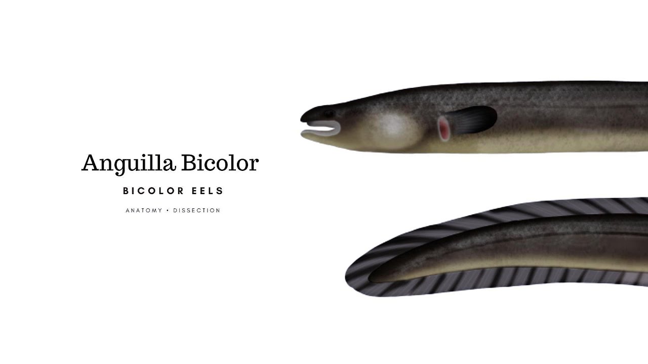 Anguilla Bicolor — Dissection - YouTube