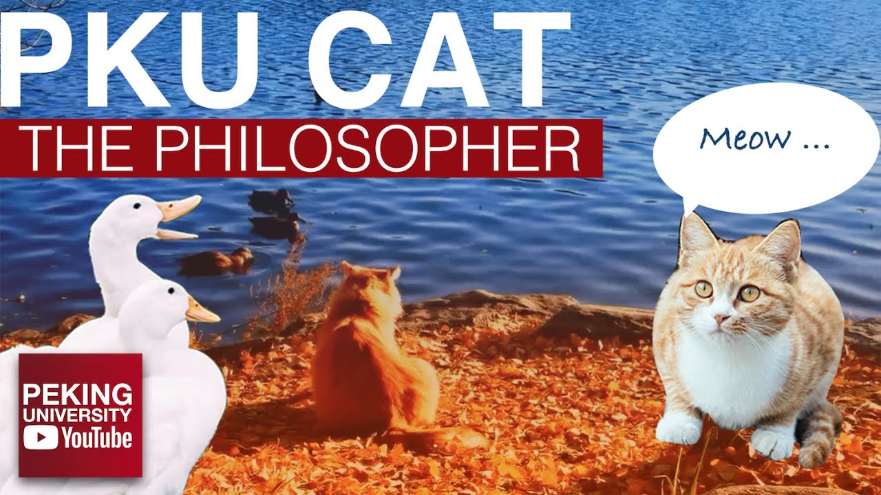Meet Cat the Philosopher - YouTube