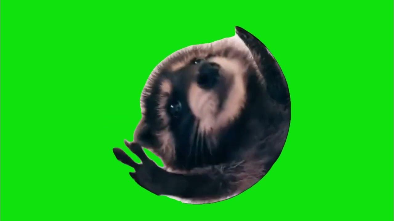 Dancing Raccoon Spinning In A Circle Meme Green Screen Chroma Key ...