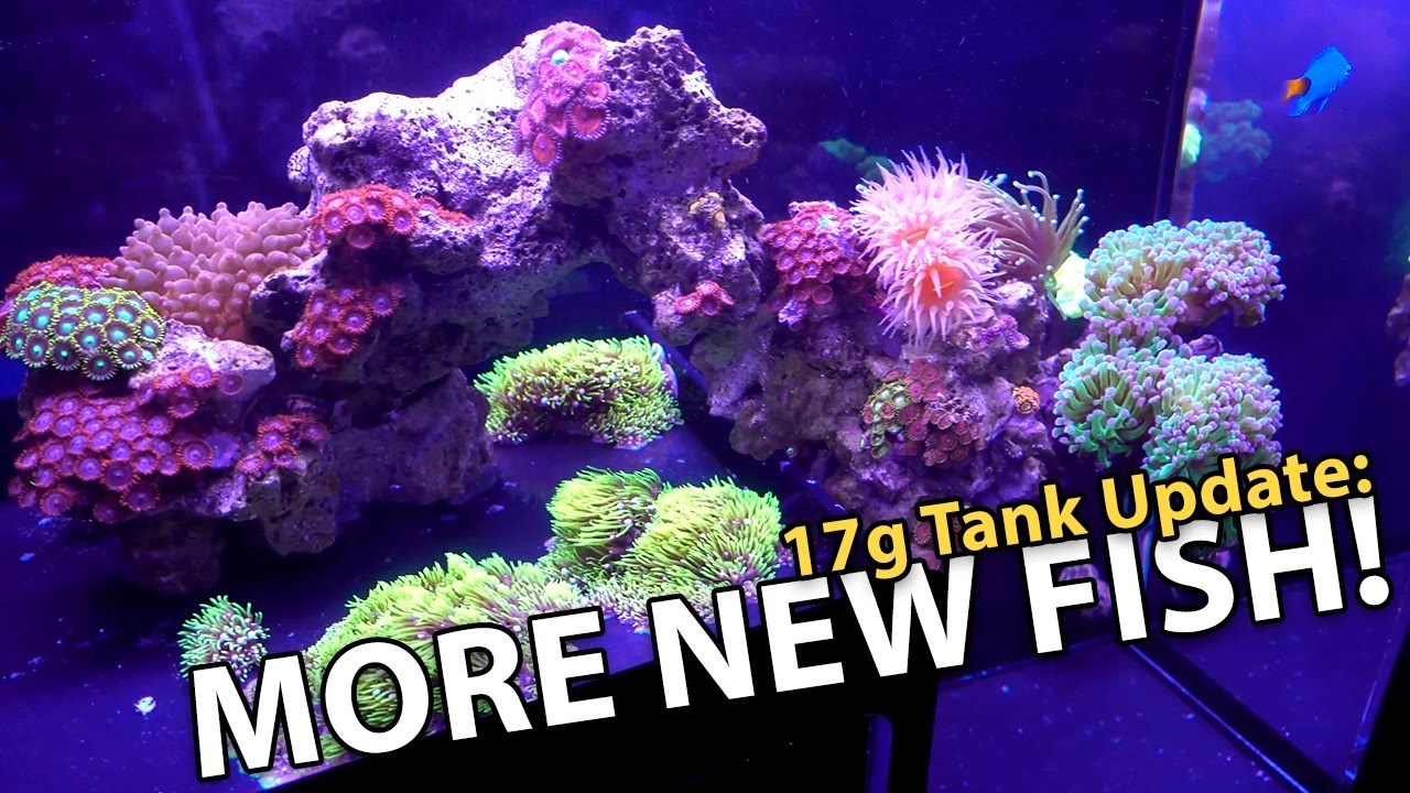 NEW FISH for the Drop-off Tank in 4K!! (17g - 4/16/2016) - YouTube