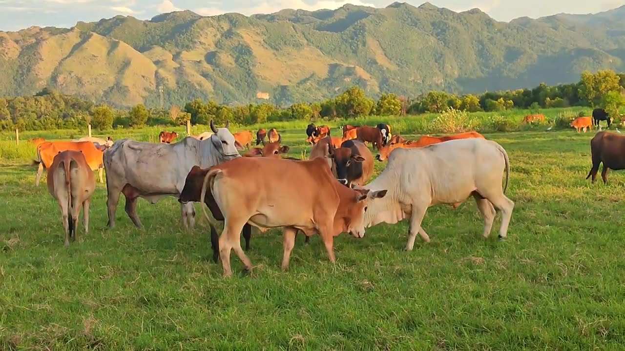 VIDEO RATUSAN SAPI LEMBU di KAMPUNG BERJALAN ke PADANG RUMPUT - YouTube