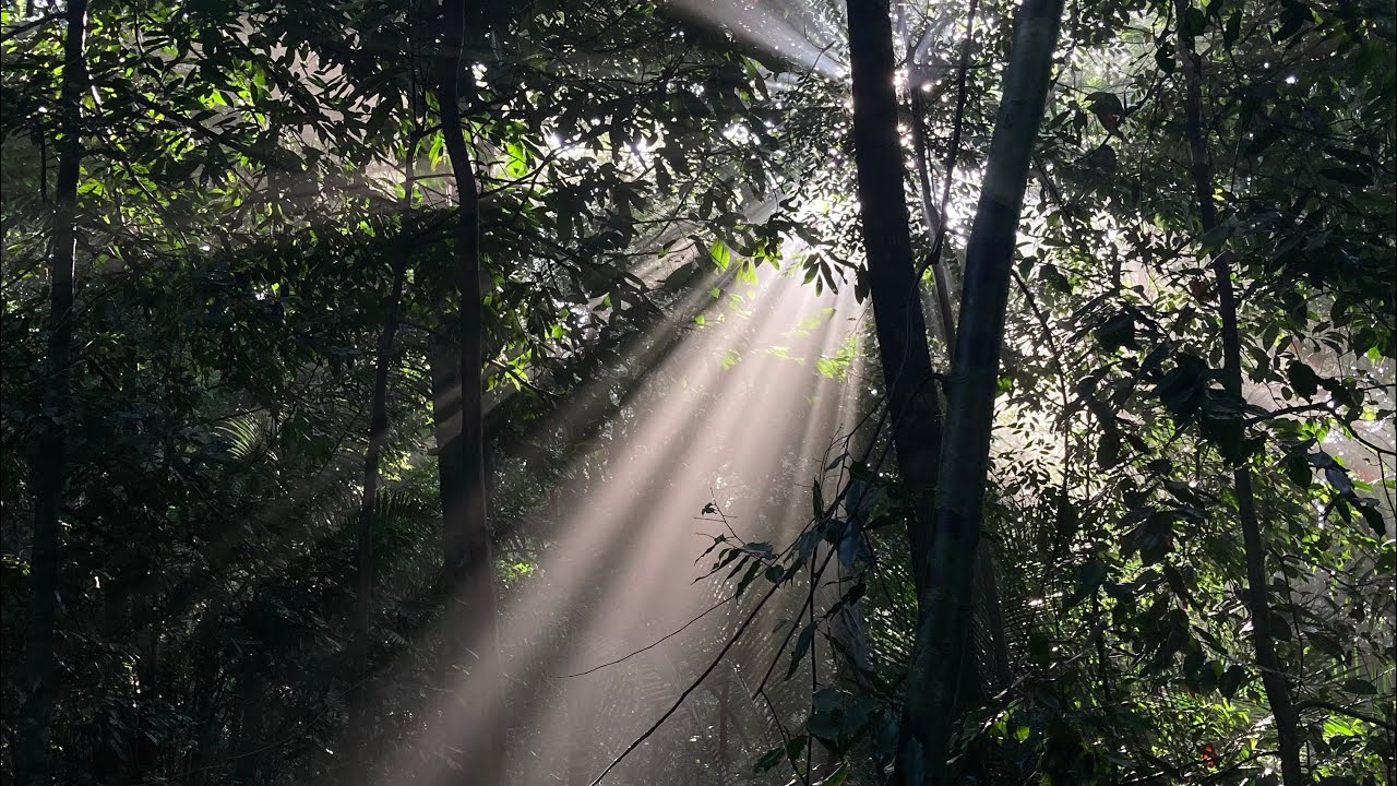 What’s it’s like a day in the most instagramable forest in Selangor ...