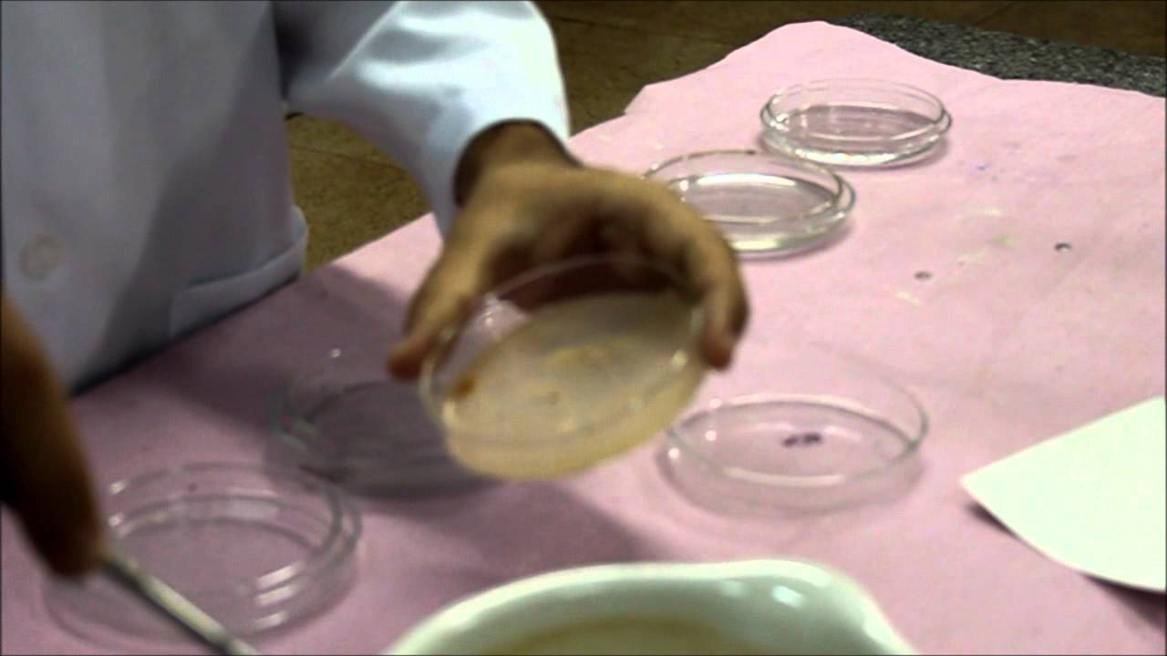 Técnicas de Repicagem e Isolamento de Bactérias André Felippe Monteiro ...
