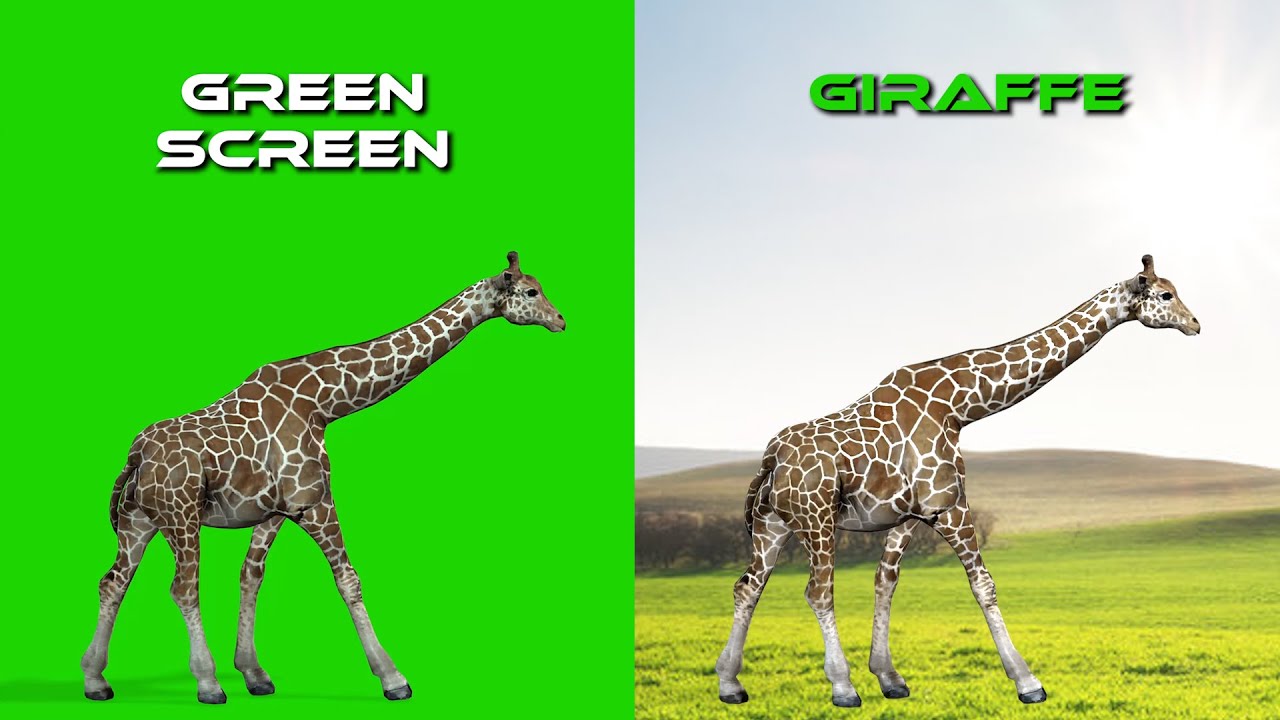 Green Screen Giraffe || Giraffe Walking || Green Screen Effects || VFX ...