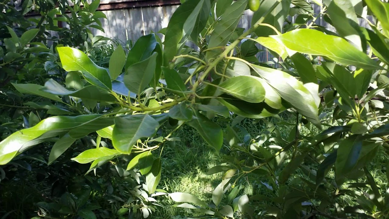 Texas Avocados - YouTube