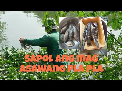 naka tsamba ng mag asawang pla pla sa sapa (air gun fishing adventure ...