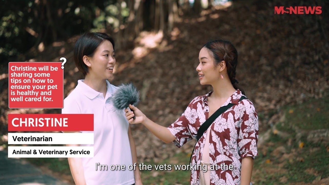 MSN Polls The People: Pet Ownership In Singapore - YouTube