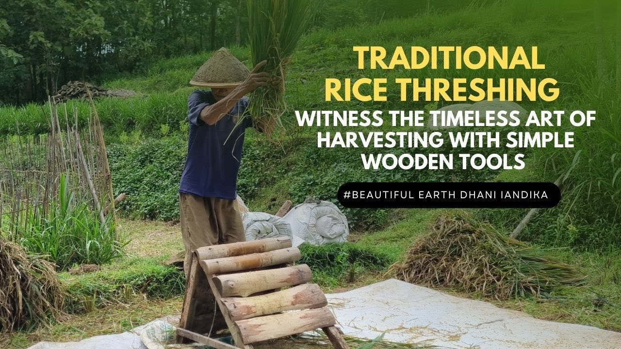 Traditional Rice Threshing: Witness the Timeless Art of Harvesting with ...