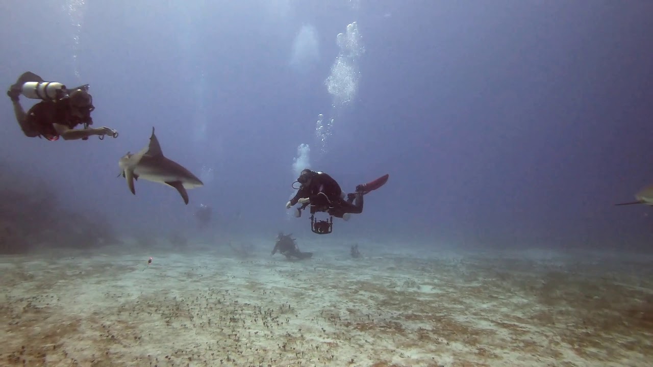 Bahamas - Helping a Reef Shark - YouTube