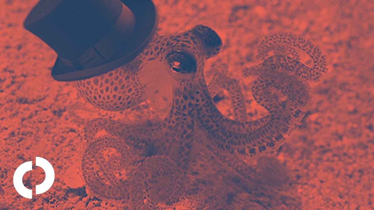 Why do octopuses wear top hats? - YouTube