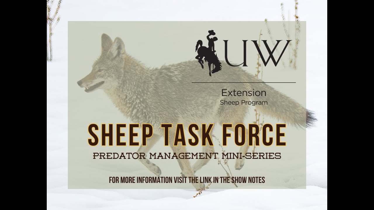 Sheep Predator Management Series | Episode 3: Economics of Predation ...