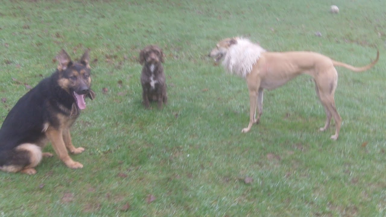 Lurcher Hally, Labradoodle Ceece & GSD Tinkerbell .@DogtrainersUK - YouTube