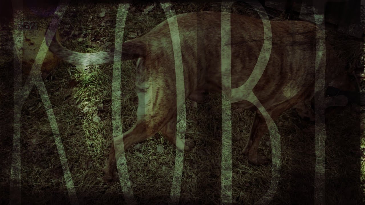 Kobe cane corso walking short 2 min #note9 #pets #dogs - YouTube