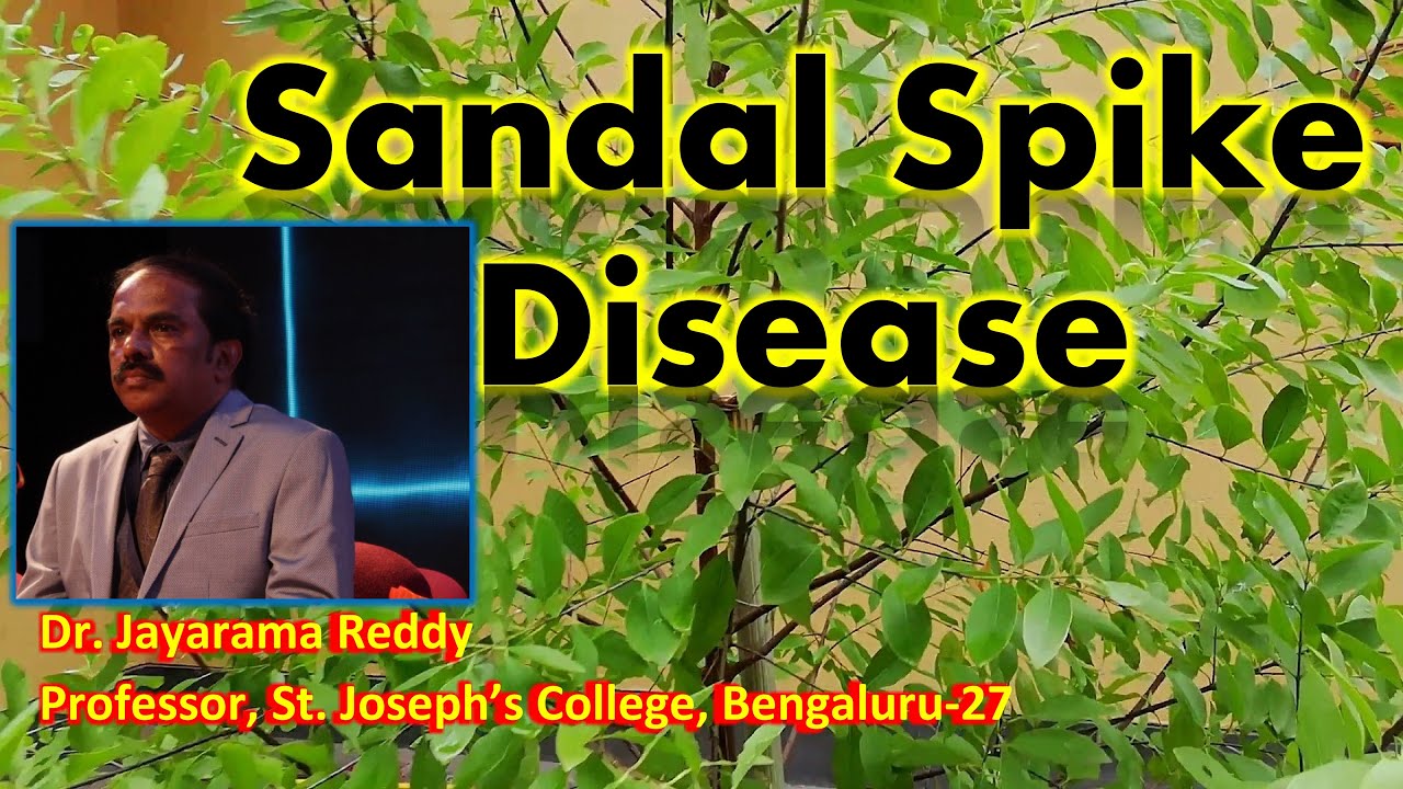 Sandal Spike Disease | Phytoplasma | Dr Jayarama Reddy | St. Joseph's ...