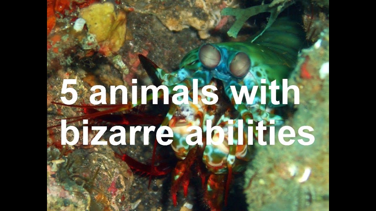 5 animals with bizarre abilities - YouTube
