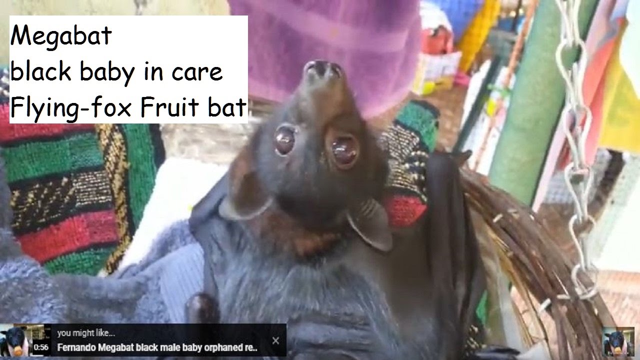 Megabat black baby in care #Flyingfox #Fruitbat - YouTube