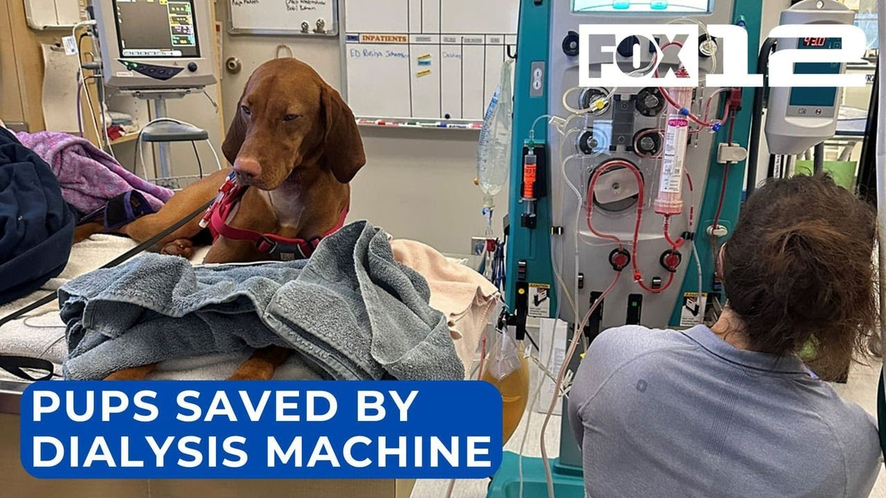 Dialysis machine at Portland veterinary hospital helps save 2 dogs ...