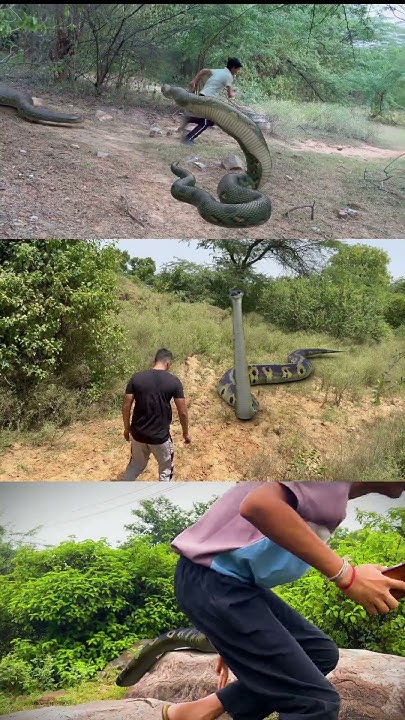 Anaconda snake eating big animals #shorts #short #anaconda # ...