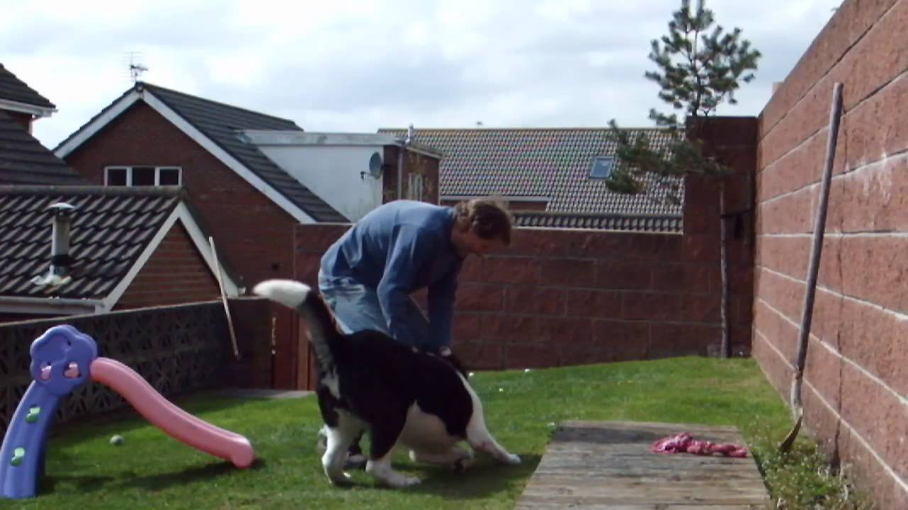 Akita Attacked - YouTube