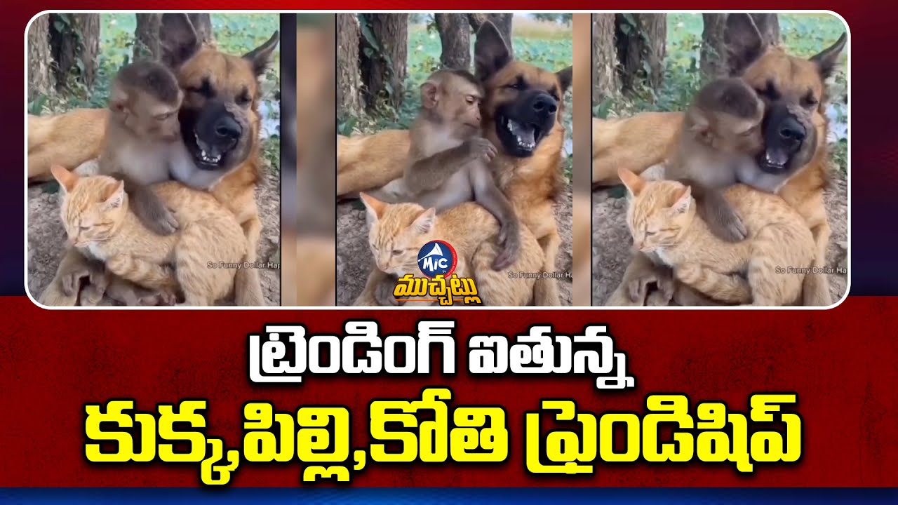 Cute Friendship Among Cat, Dog, and Monkey Will Melt Your Heart | Mic ...