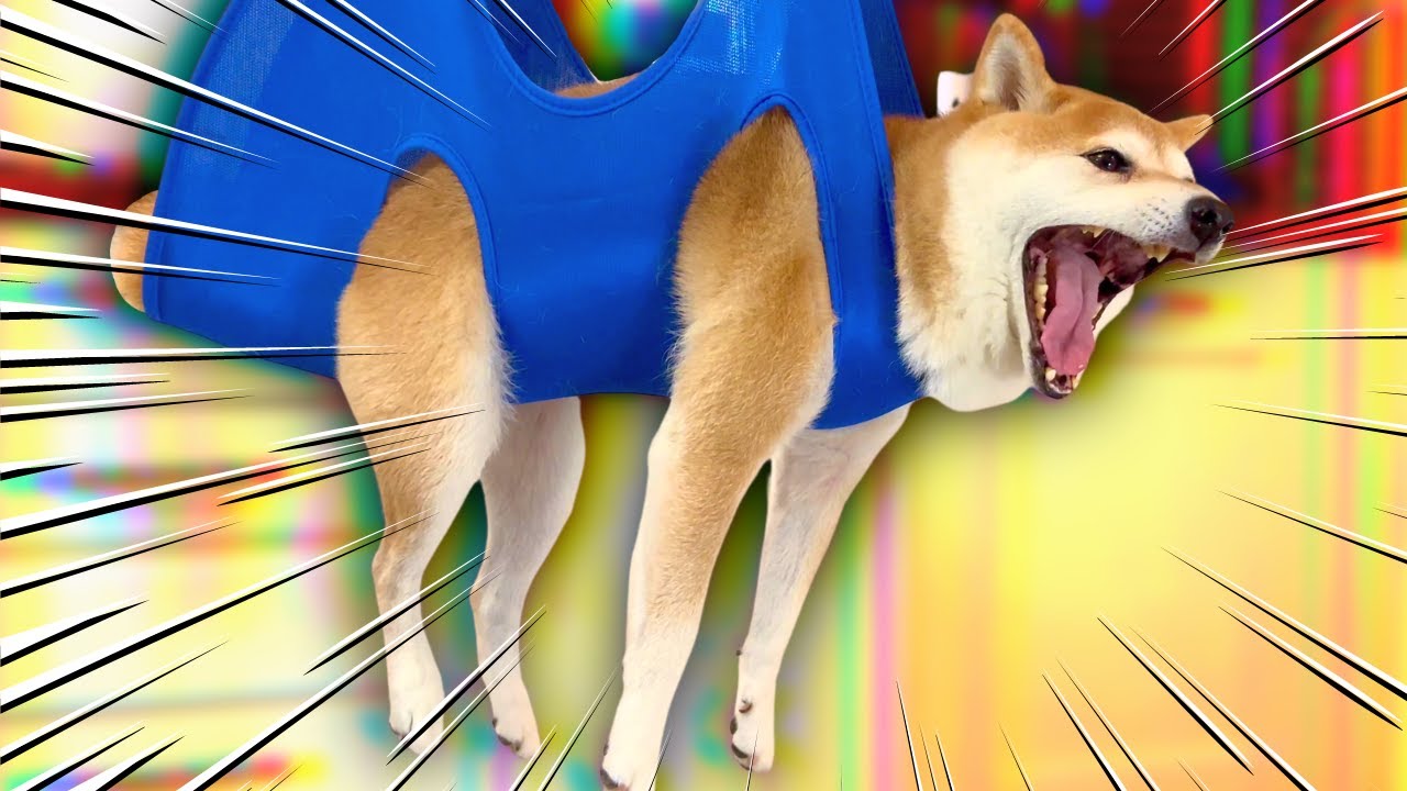 Perfectly Cut Shiba Screams, Barks and Growls - YouTube