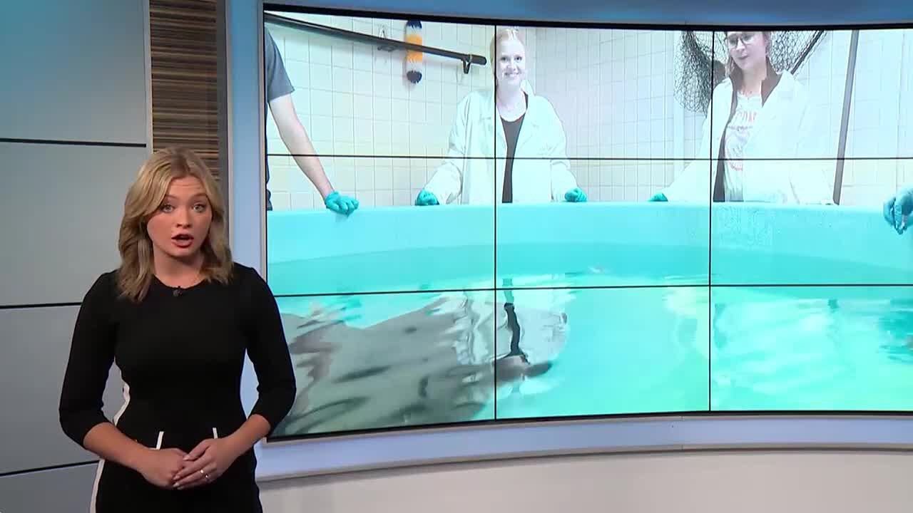 Can sharks cure cancer? UW-Madison research shows positive advancements ...