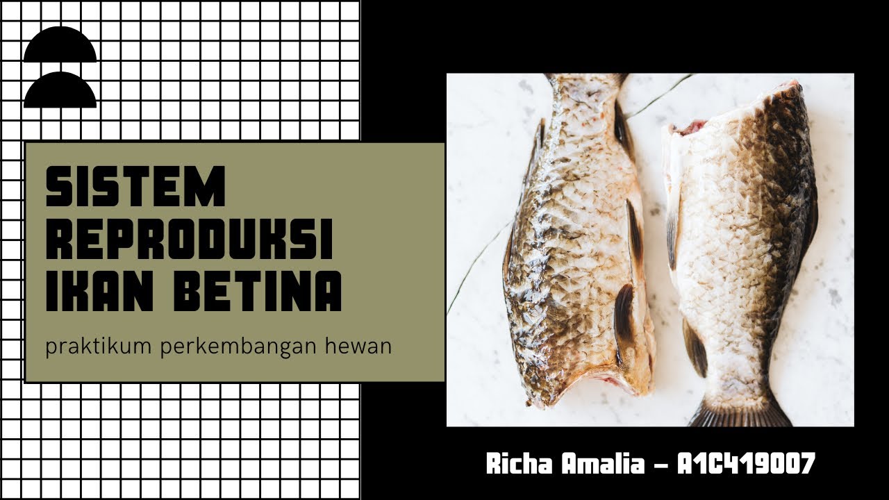 SISTEM REPRODUKSI HEWAN ( IKAN BETINA ) - YouTube