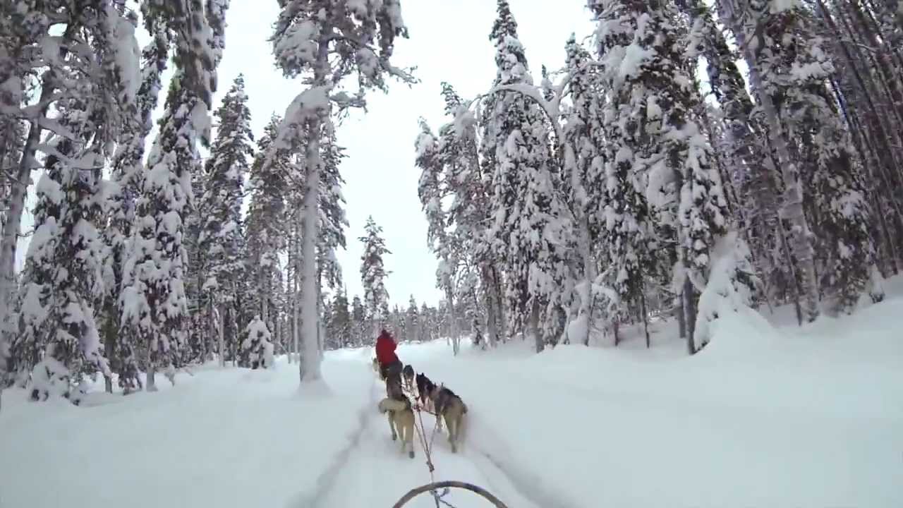 Dog-sledding with Siberian Husky's in Finland - YouTube