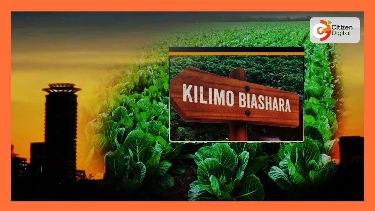 Kilimo Biashara | Wakulima kaunti ya Siaya wazingatia ufugaji mseto ...