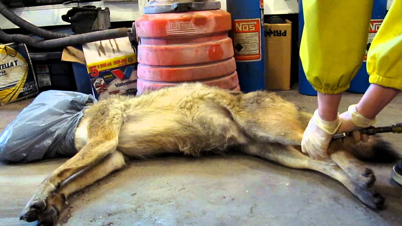 skinning a coyote with compressed air - YouTube