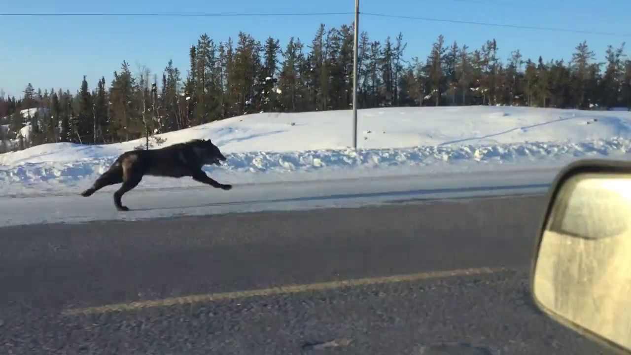 Wolf Races Woman in Car - Insane SPEED! - YouTube