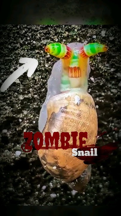 Zombie Snail - zombie hijacked this snail brain ।। #shorts #facts - YouTube