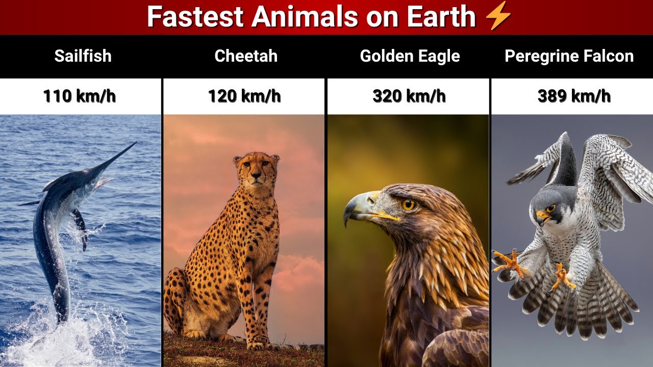 Top 50 Fastest Animals in the World | Incredible Speed Comparison on ...