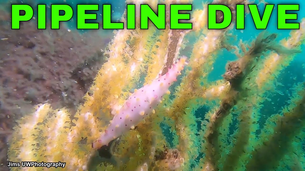 PIPELINE SCUBA DIVE - YouTube