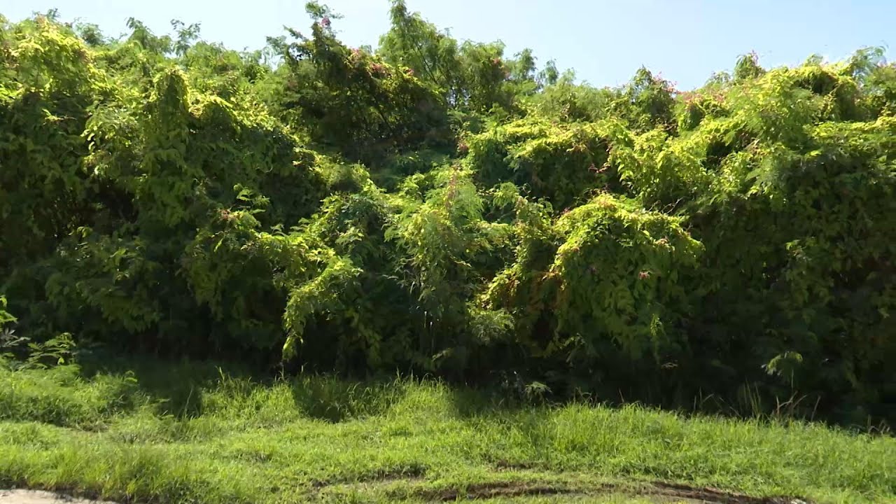 Property owners given 21 days to clear overgrown lots - YouTube