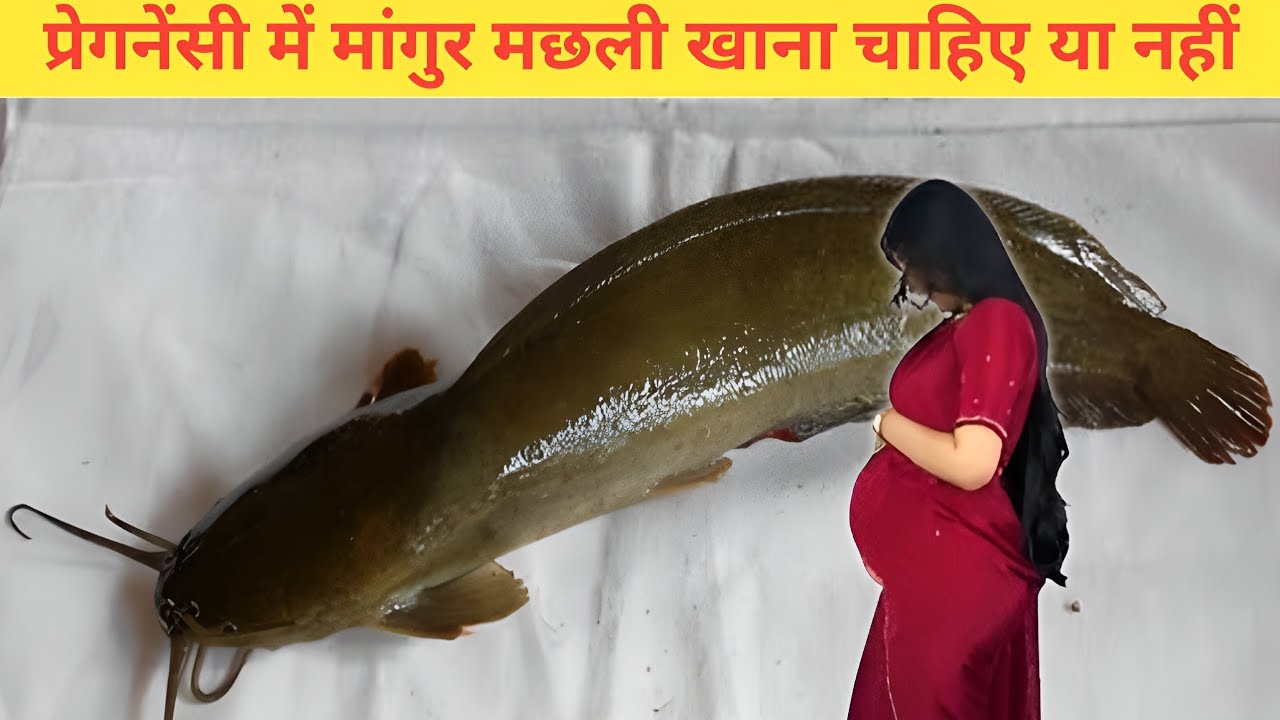 Pregnancy me Mangur machli khana chahiye ya nahi || Pregnancy me mangur ...